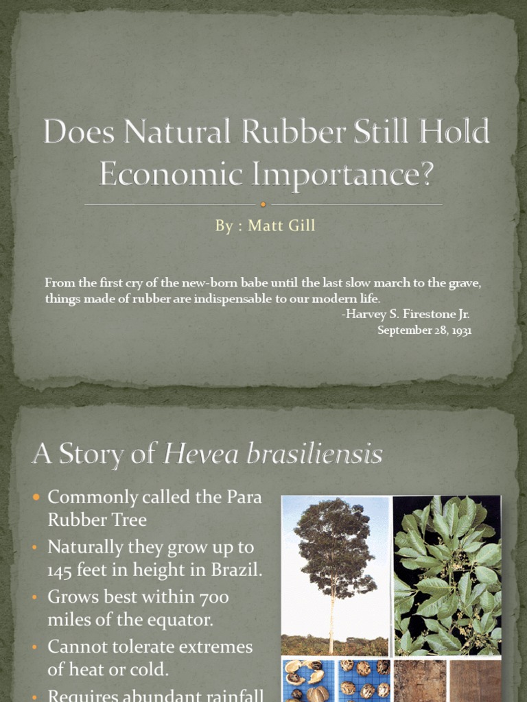 Economic Botany Presentation | PDF | Natural Rubber | Tire