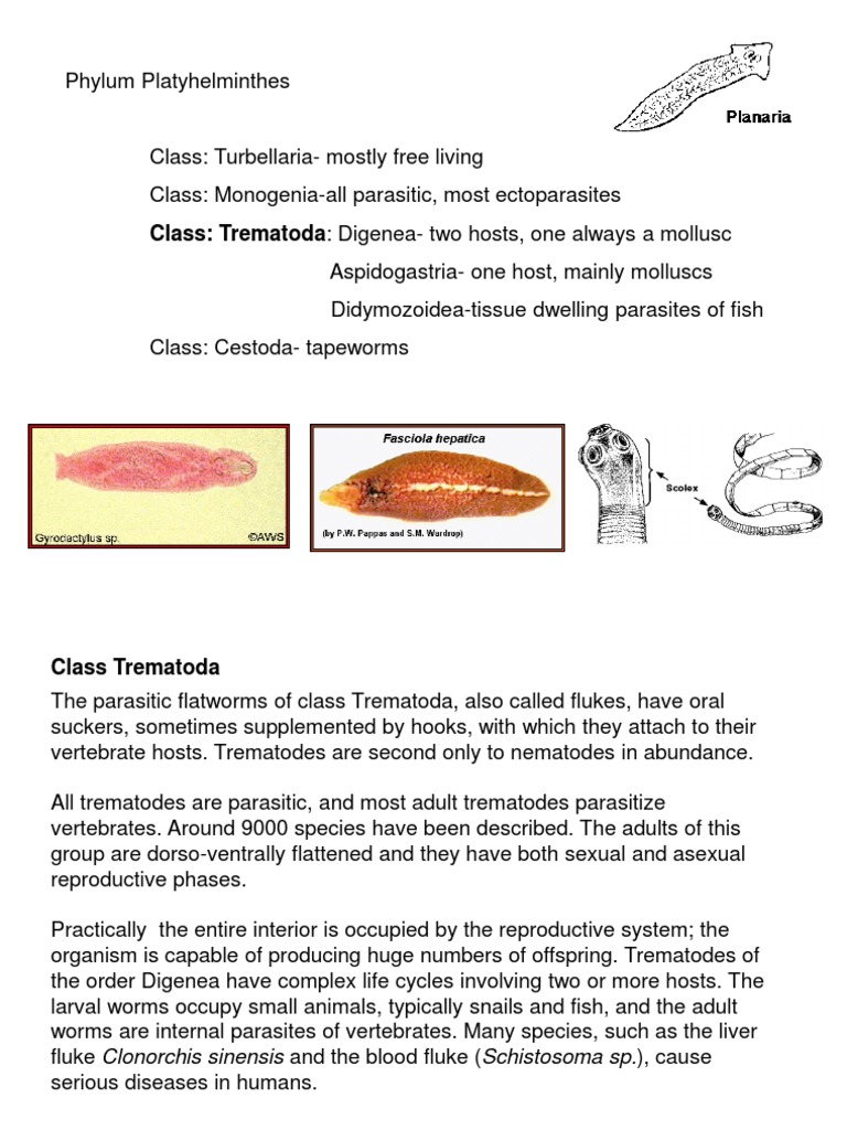 Overview of Trematoda Characteristics | PDF | Zoology | Biology
