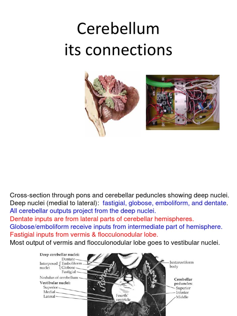 Inferior Cerebellar Peduncle Cross Section