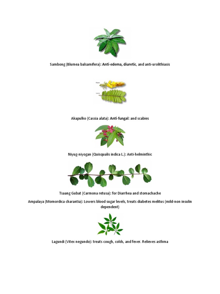 10 DOH Approved Halamang Gamot | PDF