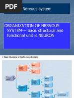 Anatomy - The Nervous System Powerpoint | PDF | Nervous System | Neuron