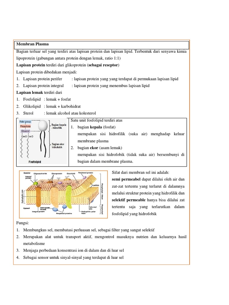 Membran Plasma | PDF
