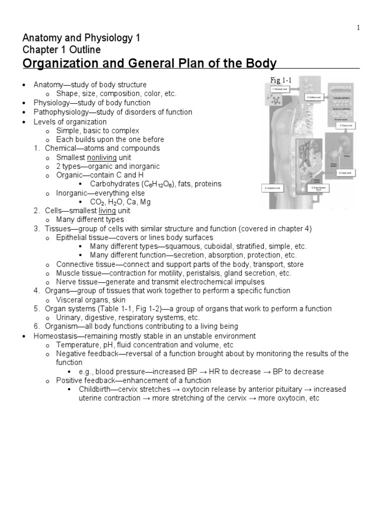 Anatomy and Physiology Chapter 1 Outline | PDF | Anatomy | Animal Anatomy