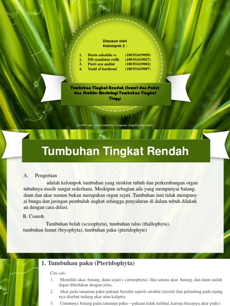 Tumbuhan Tinggi Dan Rendah | PDF