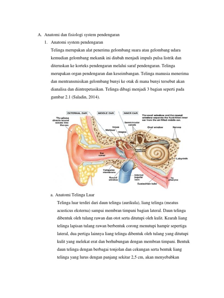 Anatomi Dan Fisiologi System Pendengaran | PDF