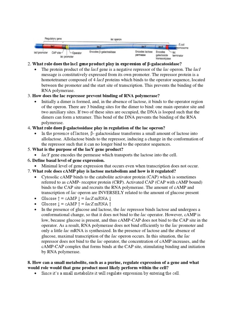 Lac Operon Assignment | PDF | Operon | Repressor