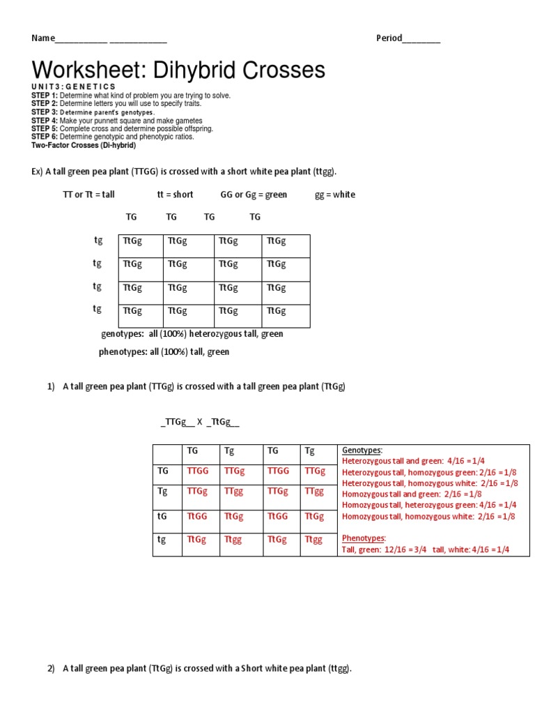 Dihybrid Cross Worksheet Answers | PDF | Zygosity | Dominance (Genetics)