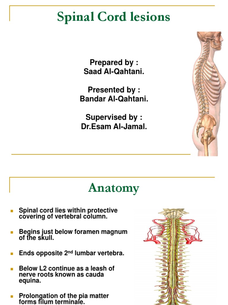 Anatomy and Causes of Spinal Cord Lesions: A Comprehensive Review | PDF ...