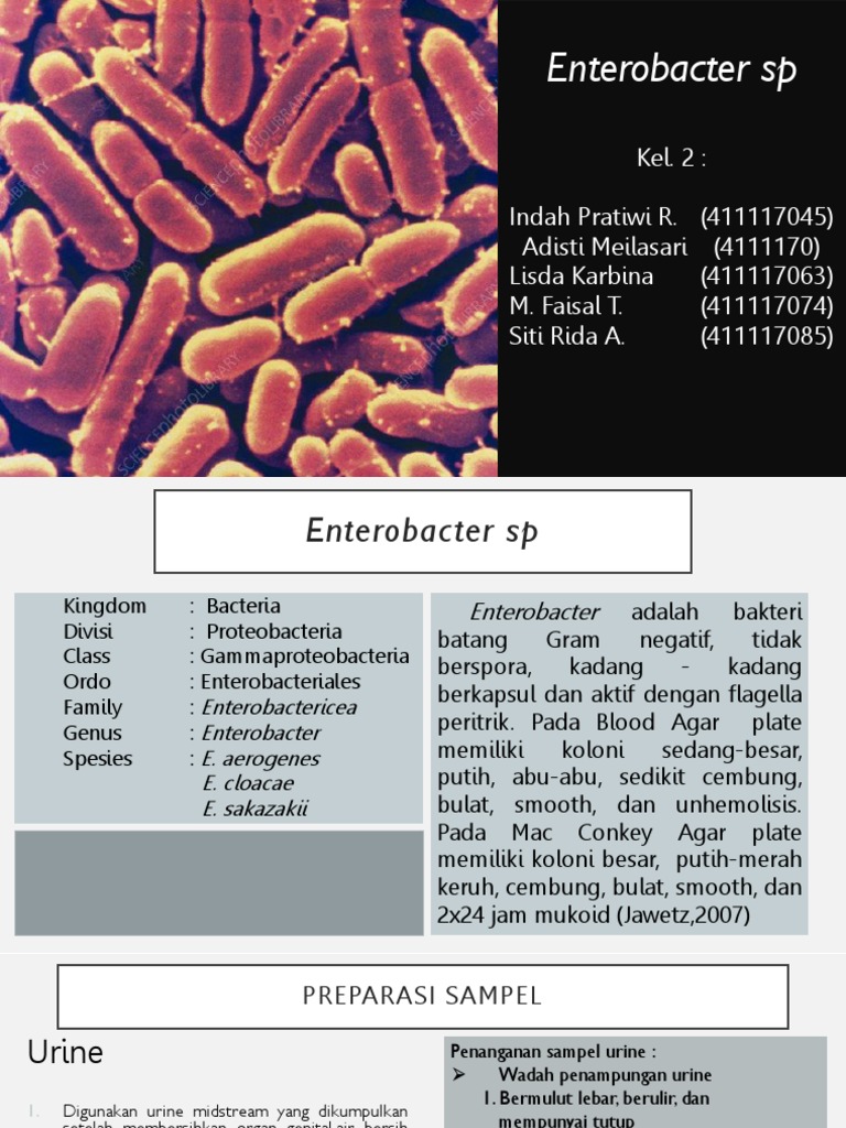 Enterobacter SP | PDF