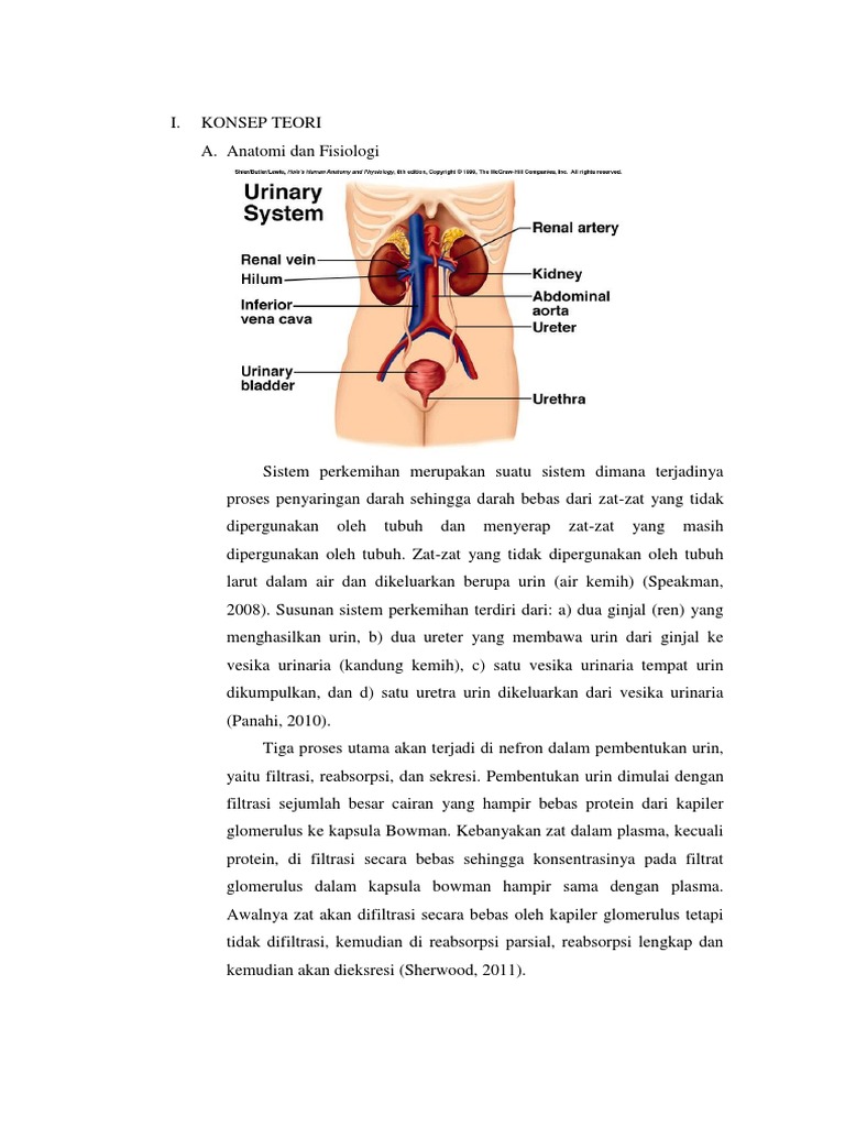 Struktur dan Fungsi Ginjal Manusia | PDF | Kesehatan Holistik | Sains ...