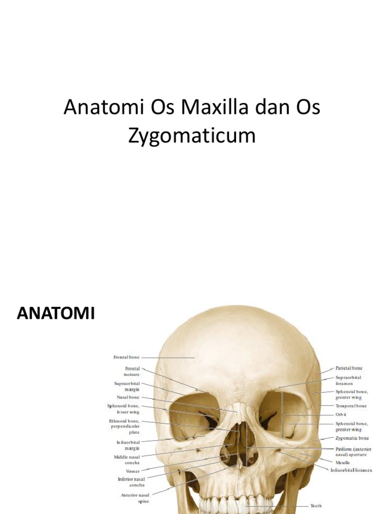 Anatomi Os Maxilla Dan Os Zygomaticum | PDF