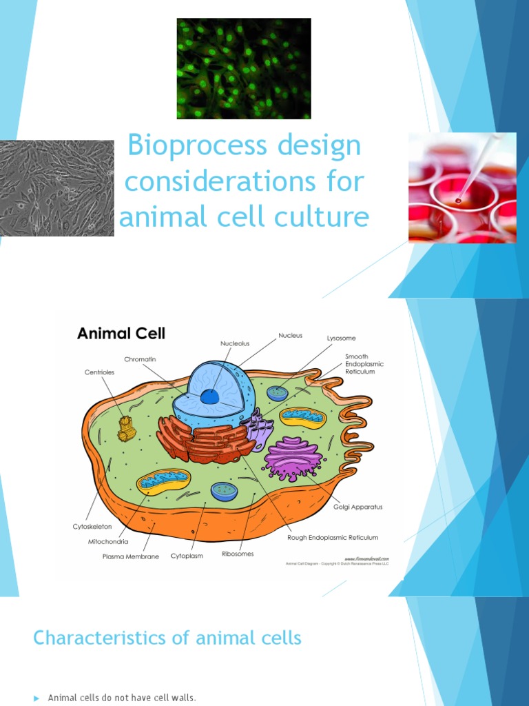 Animal Cell Culture in Bioreactors | PDF | Cell Culture | Eukaryotes