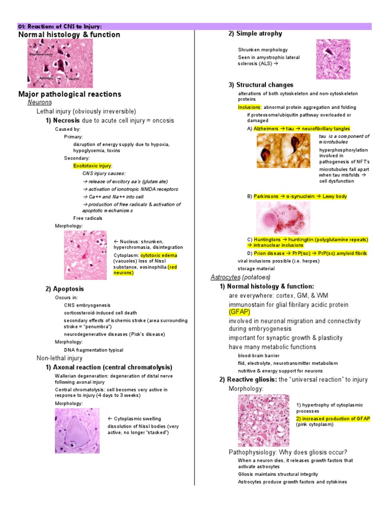 CNS Pathology Summary | PDF | Cerebrospinal Fluid | Meningitis