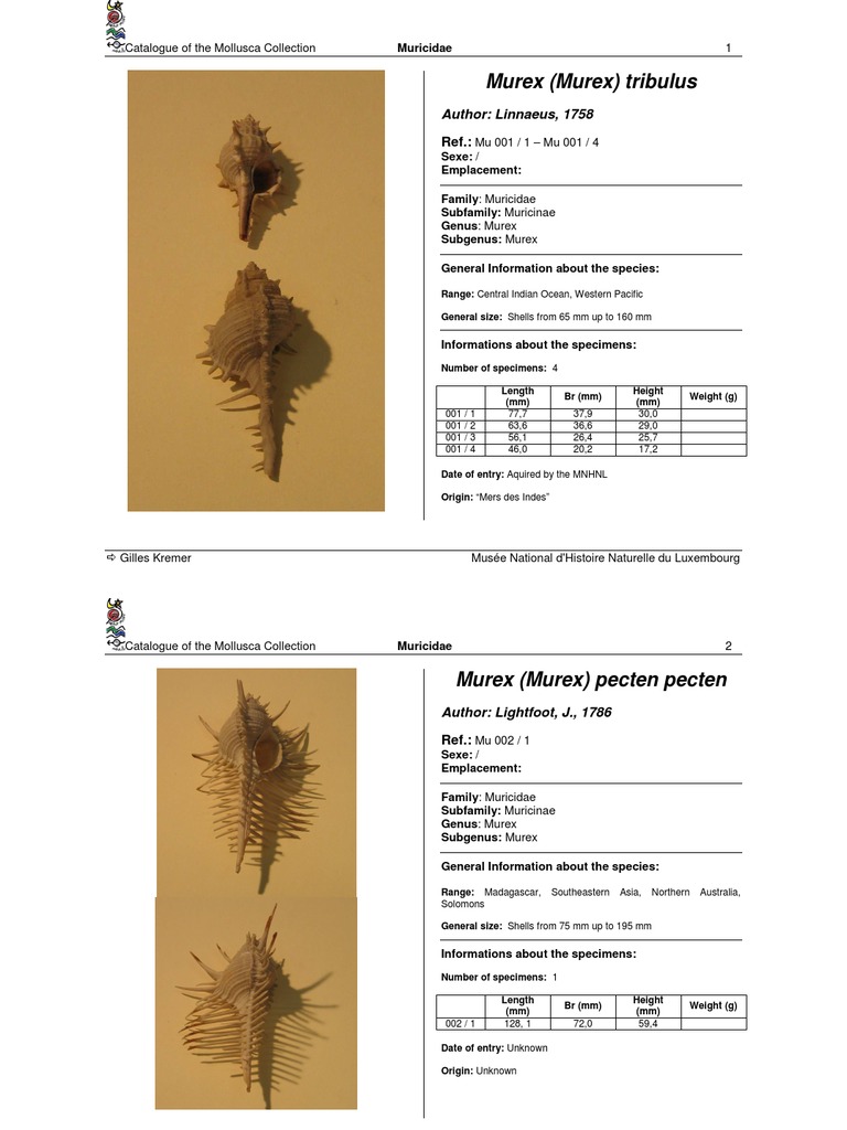 murex | Organisms | Taxa