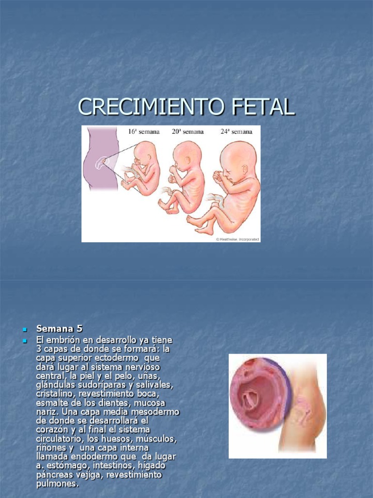 Crecimiento Fetal | PDF | Feto | Corazón