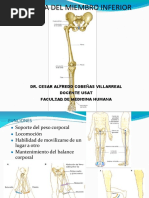 Tróclea - Qué Es, Significado, Ubicación, Función y Lesiones | PDF ...