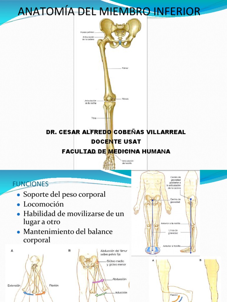 Miembro Inferior | PDF | Tobillo | Pie