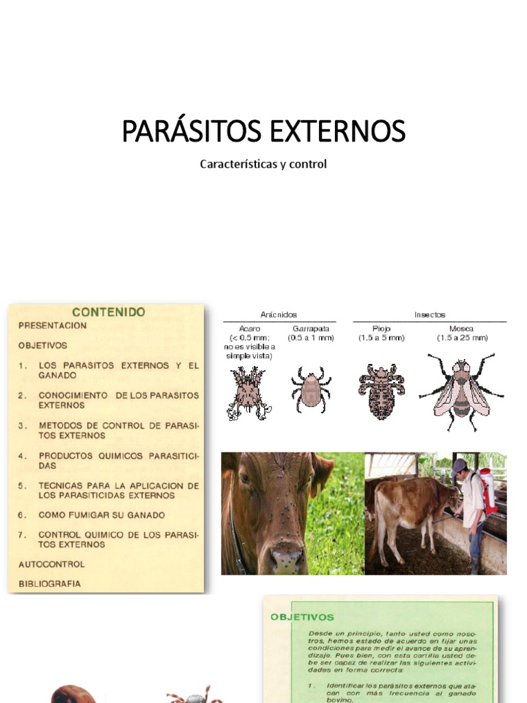 Parásitos Externos en Bovinos: Control y Características | PDF ...
