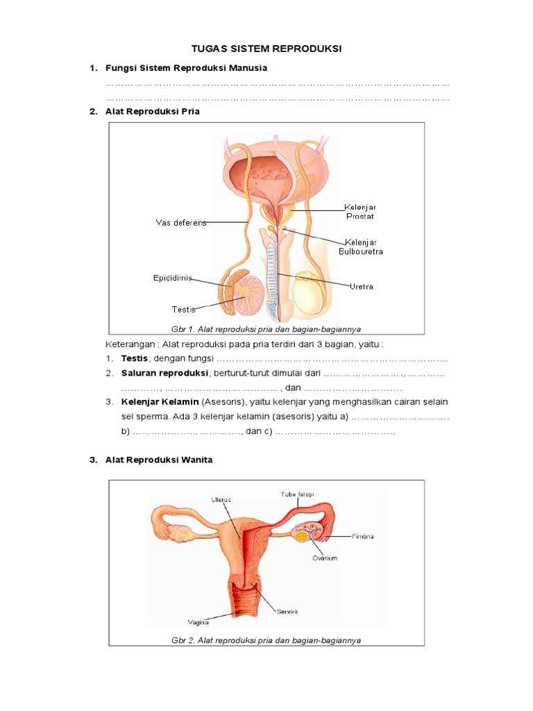 Tugas Sistem Reproduksi | PDF