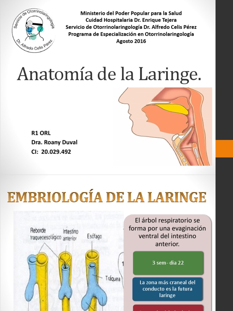 Anatomía de La Laringe Roa | PDF | Laringe | Articulación