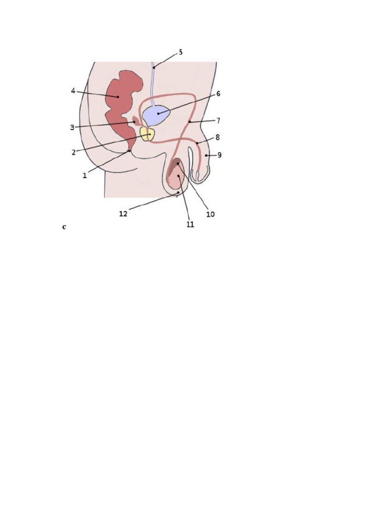 The Menstrual Cycle For Pdf Menstrual Cycle Human Chorionic Gonadotropin