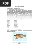 Morfologi dan Anatomi Ikan Kembung | PDF
