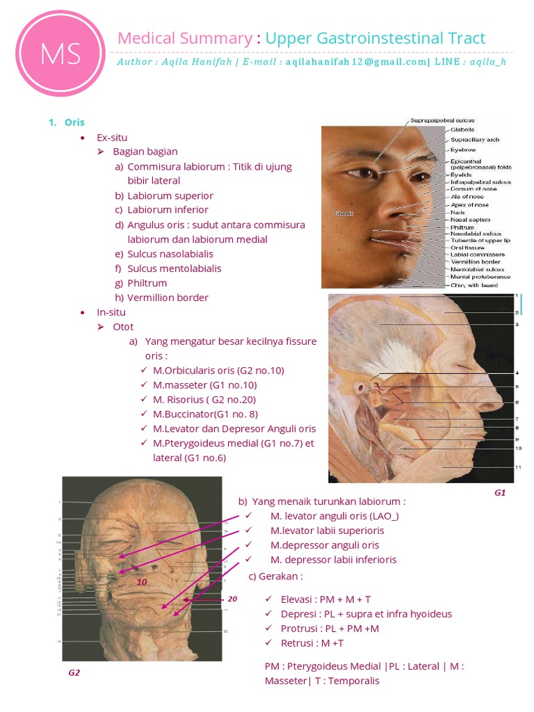 01.anatomi UPPER GIT | PDF | Esophagus | Stomach