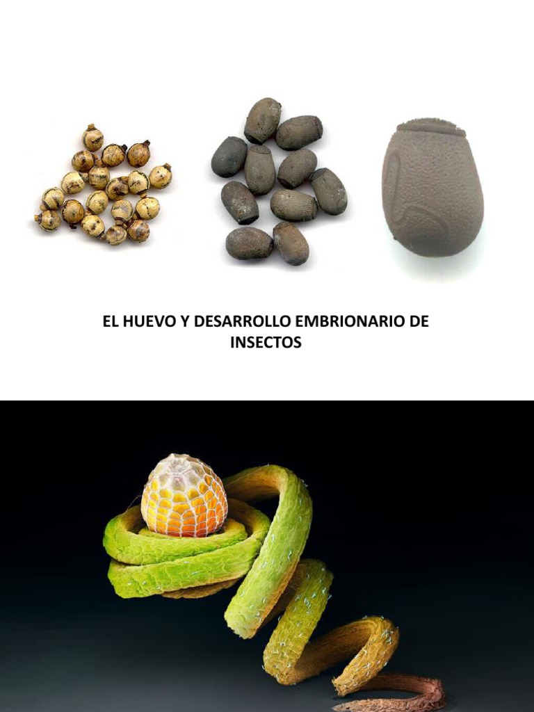 Desarrollo Embrionario de Insectos | PDF | Anatomía | Biología