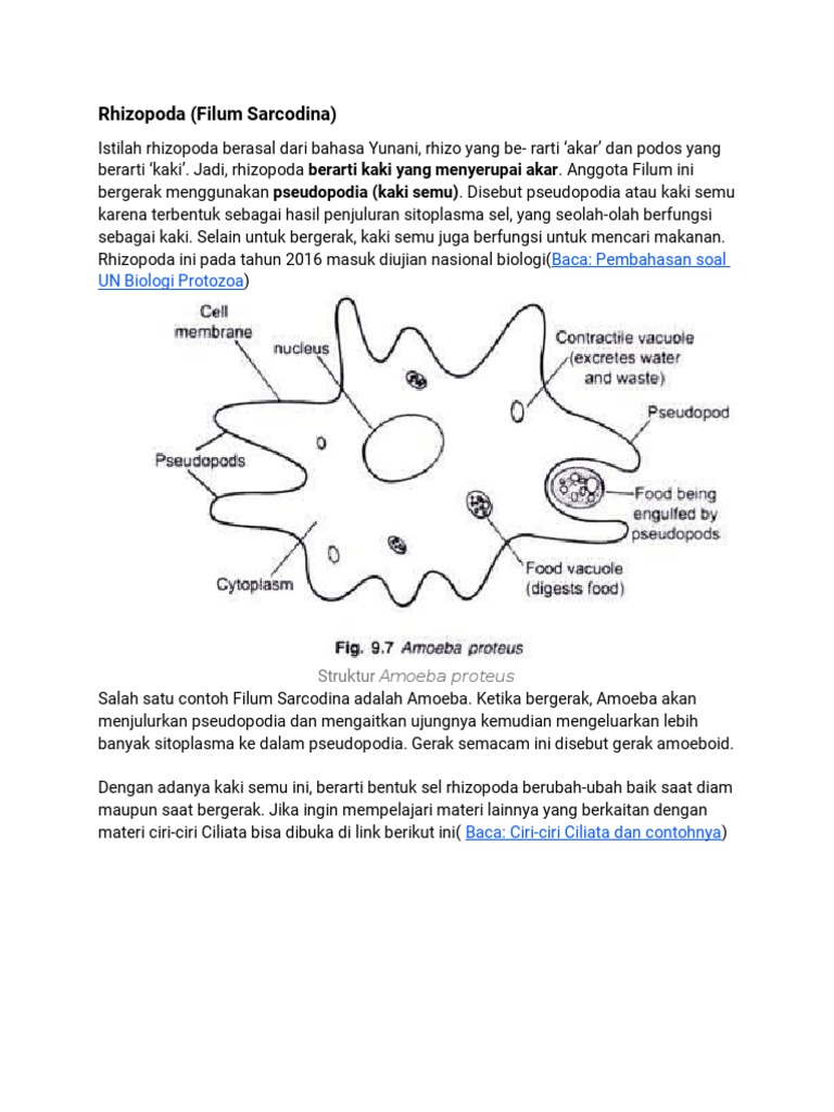 Rhizopoda | PDF