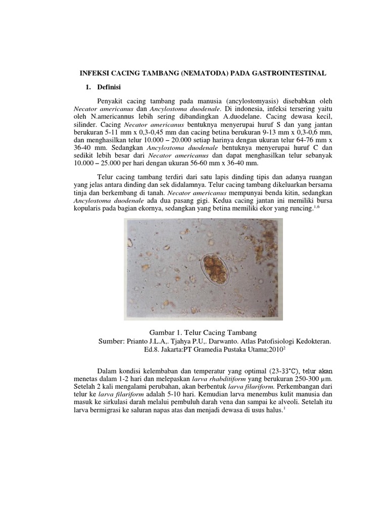 Infeksi Cacing Tambang | PDF