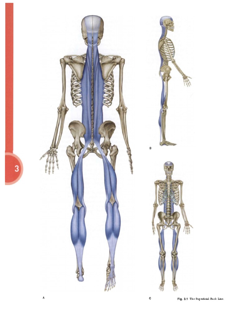 Basic Anatomy Trains | PDF | Nature | Sports