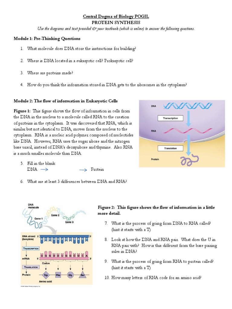 POGIL Central Dogma PDF | PDF | Rna | Translation (Biology)