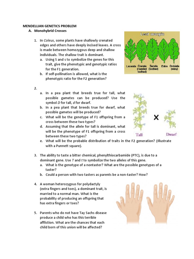 Mendellian Genetics Exercise | PDF | Dominance (Genetics) | Zygosity
