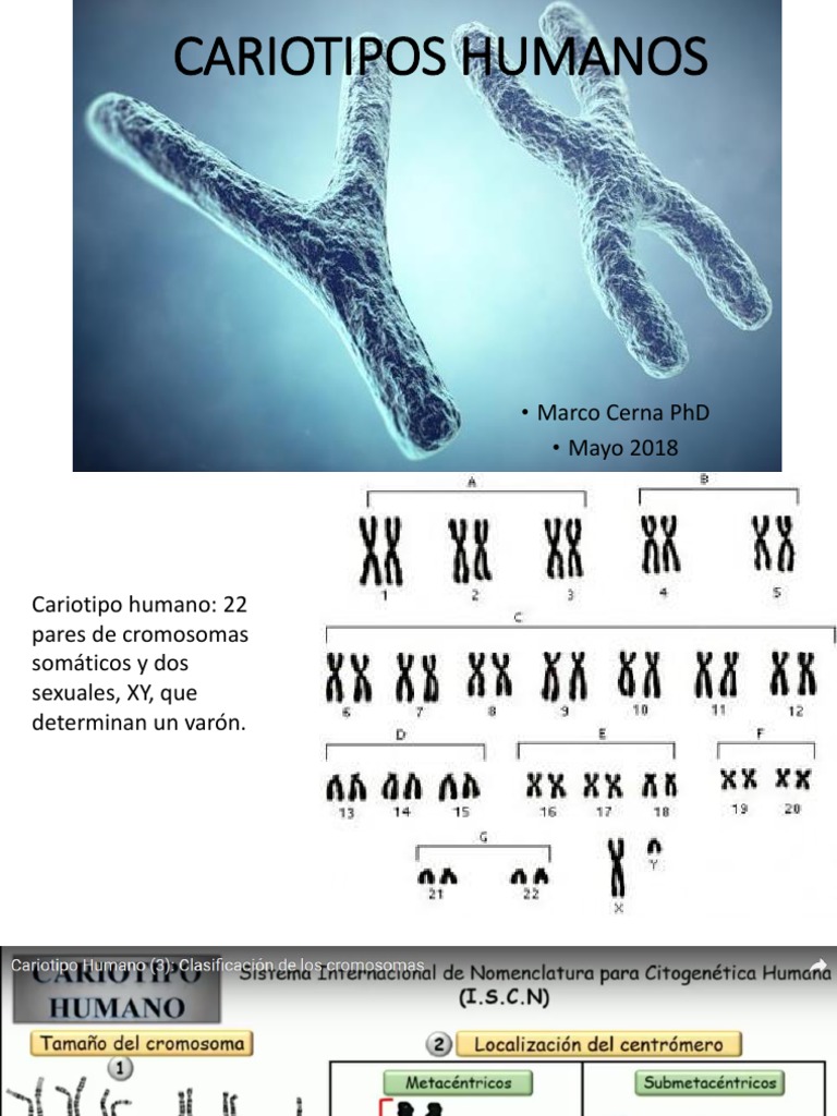 Cariotipos Humanos | PDF