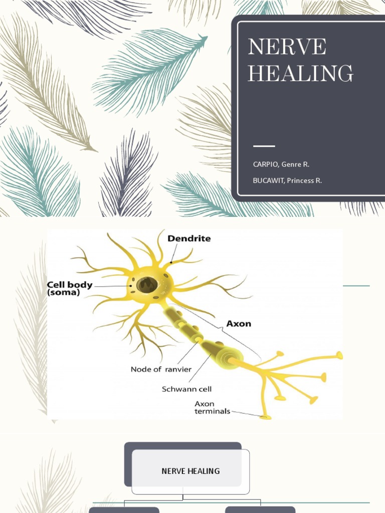 Nerve Healing Final | Download Free PDF | Myelin | Neuron