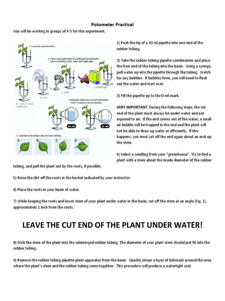 Potometer Set Up | PDF | Root | Plants