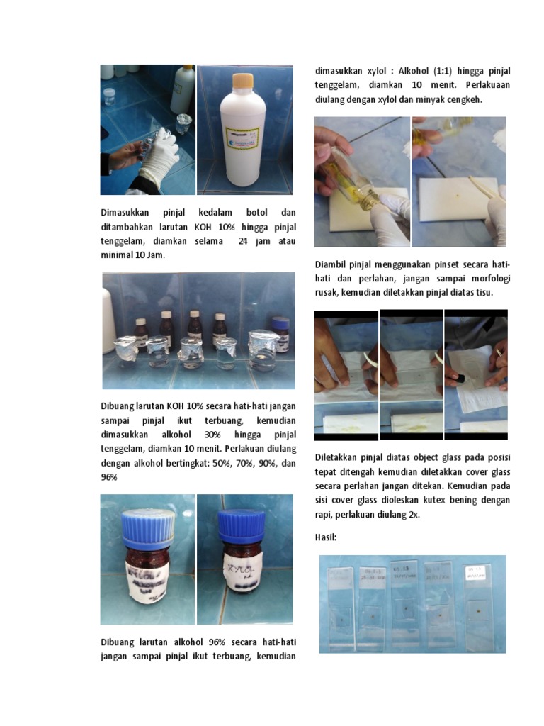 Prosedur Pembuatan Preparat | PDF