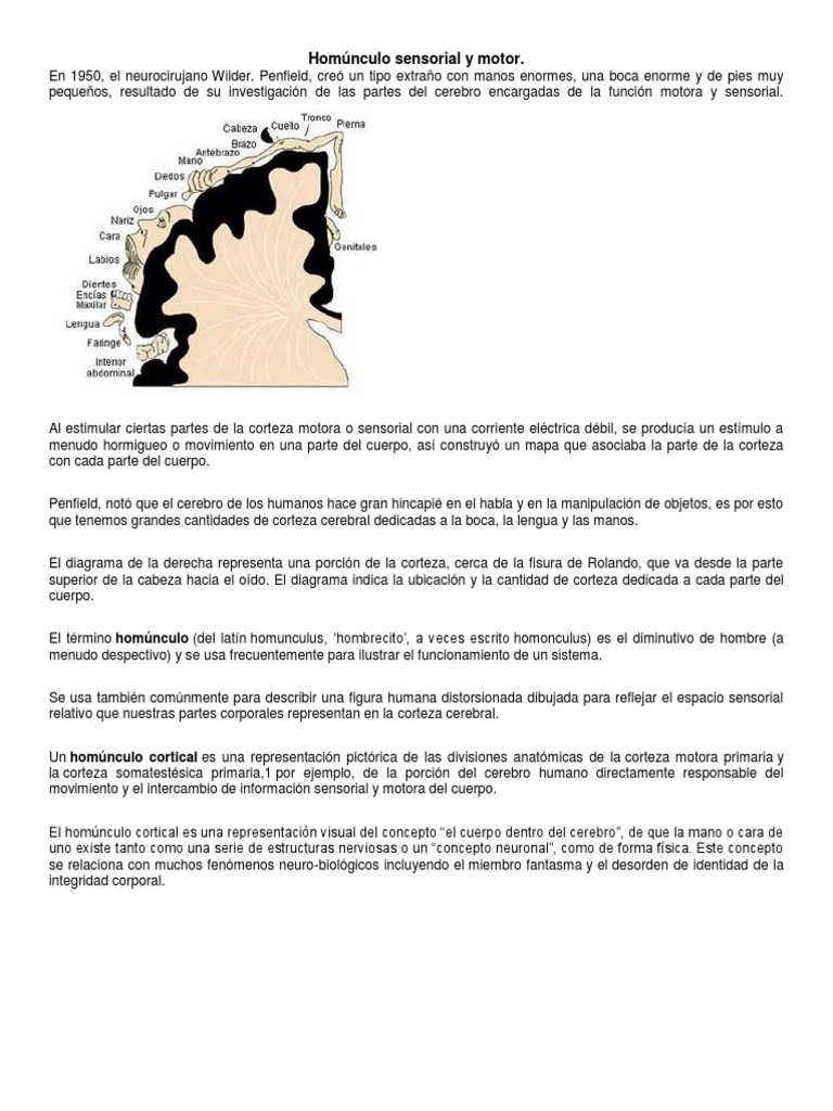 Homúnculo sensitivo y motor en el cerebro | PDF | Corteza cerebral ...