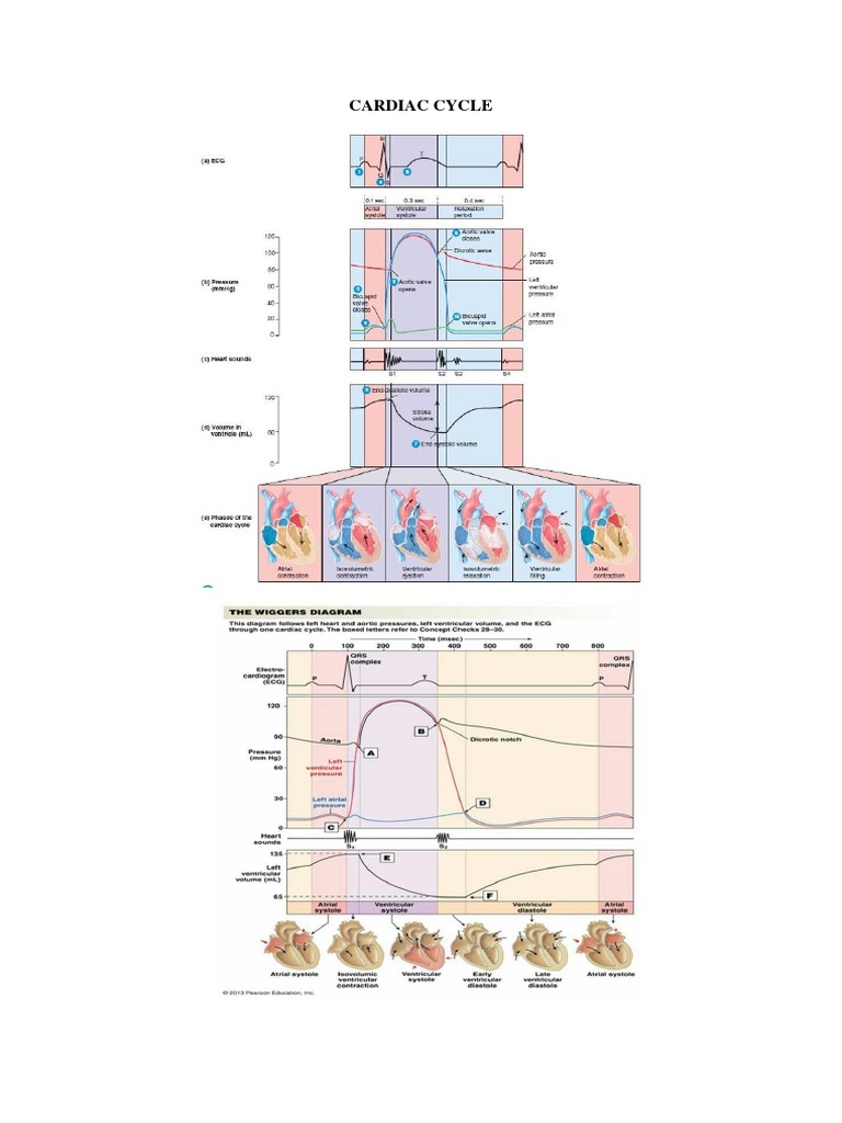 Cardiac Cycle | PDF