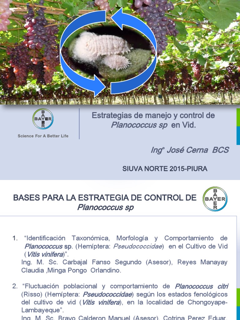 BDigIA - 09 Nuevos Avances en El Manejo Integrado Del Planococcus SP ...