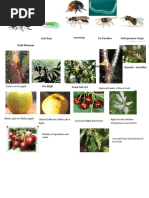 Insects Pdf Insects Lizard