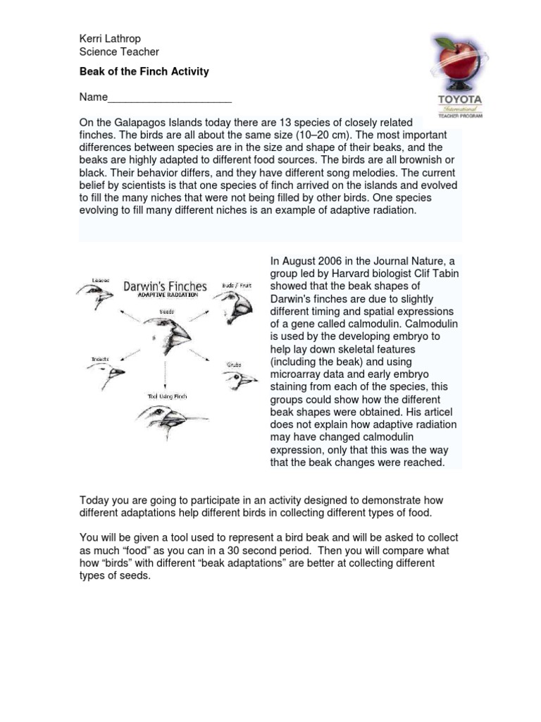 Beak Adaptations in Darwin's Finches | PDF | Evolutionary Biology ...