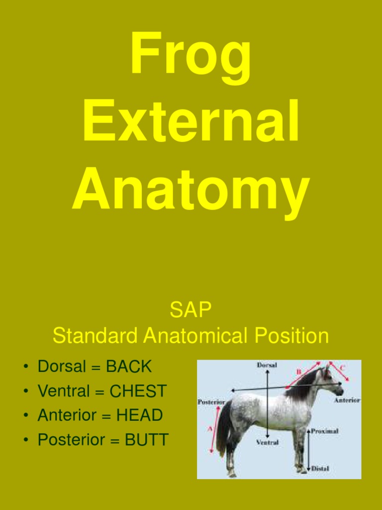 Frog External Anatomy Rev | PDF | Small Intestine | Stomach