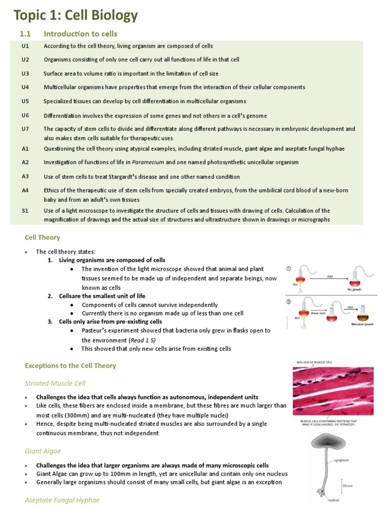 Understanding Cell Biology and Stem Cells | PDF | Cell Membrane | Osmosis
