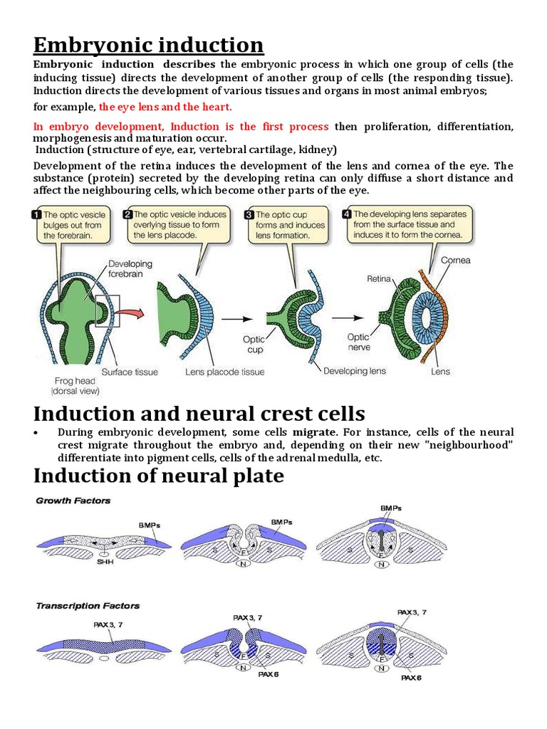 Embryonic Induction | PDF | Cellular Differentiation | Developmental ...