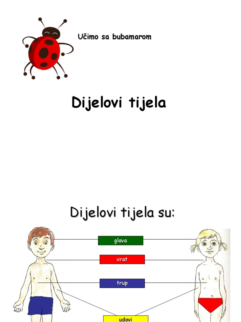 Dijelovi Tijela | PDF