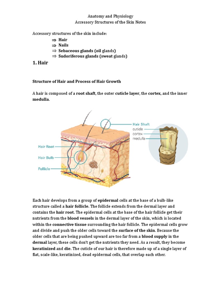 Skin Accessory Structures Overview | PDF | Skin | Hair