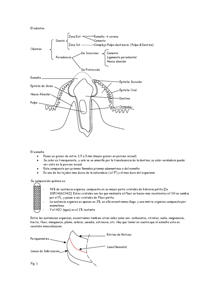Odonton 1 | PDF | Esmalte de dientes | Dentina