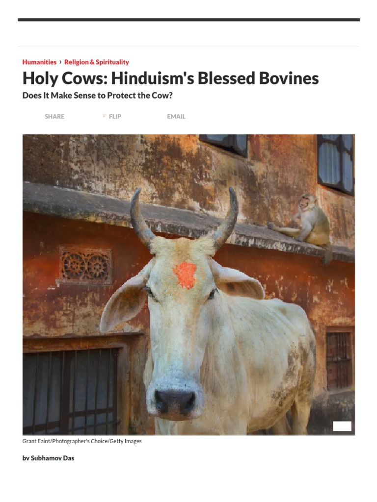 Holy Cows - Hinduism's Blessed Bovines | PDF | Cattle | Http Cookie