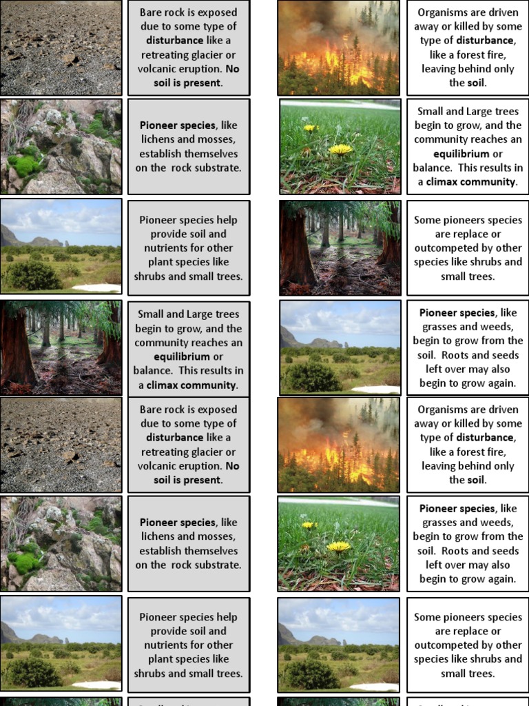 Ecological Succession Cards To Order | PDF | Disturbance (Ecology ...
